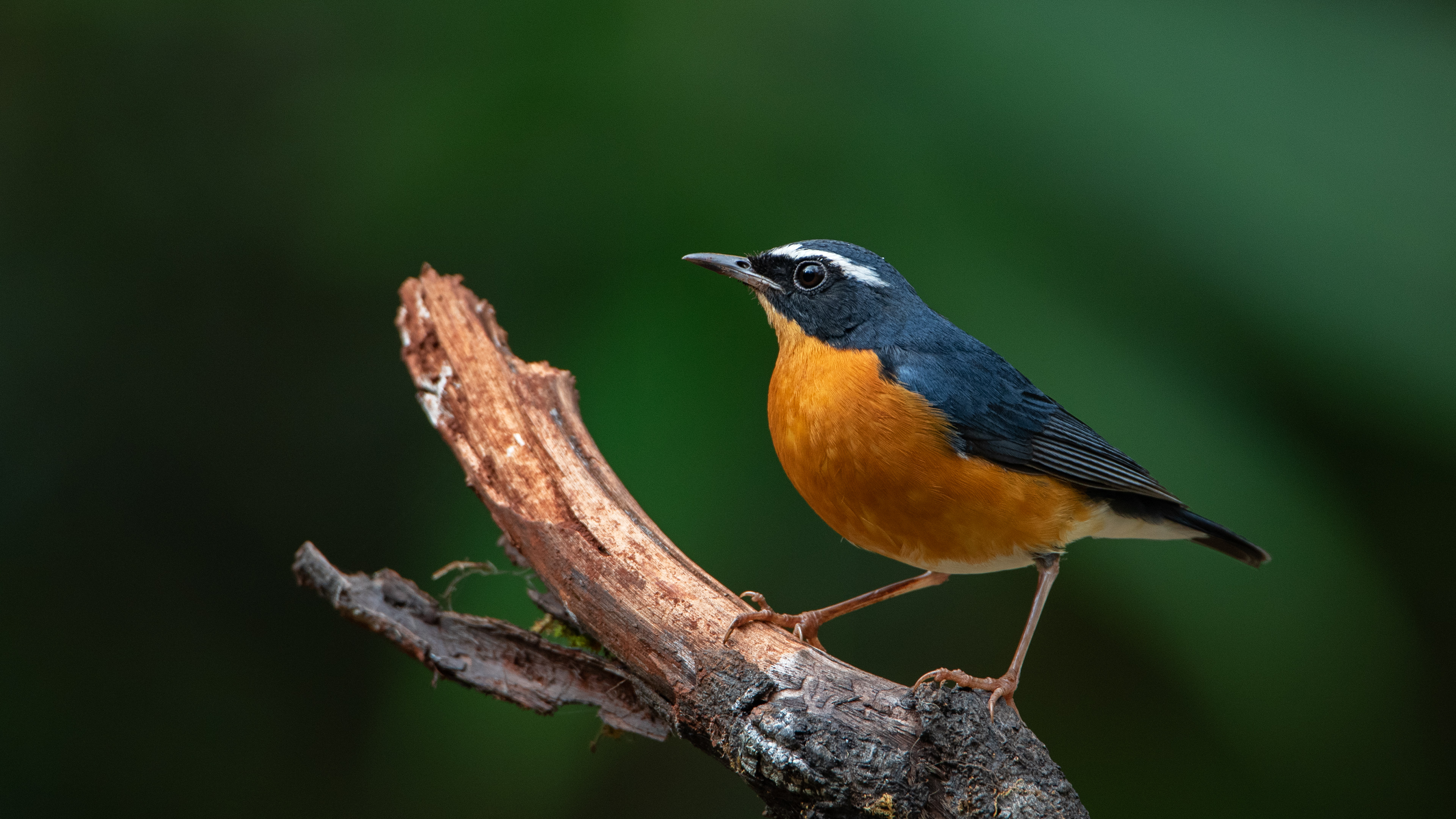 Indian Robin Bird
